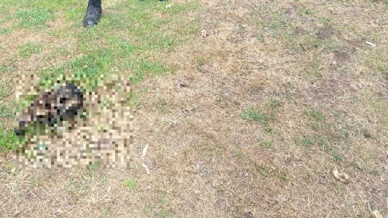 KZN family's dogs discover decomposed human skull - Radio 786