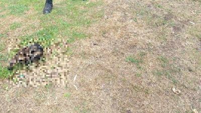 KZN family's dogs discover decomposed human skull - Radio 786